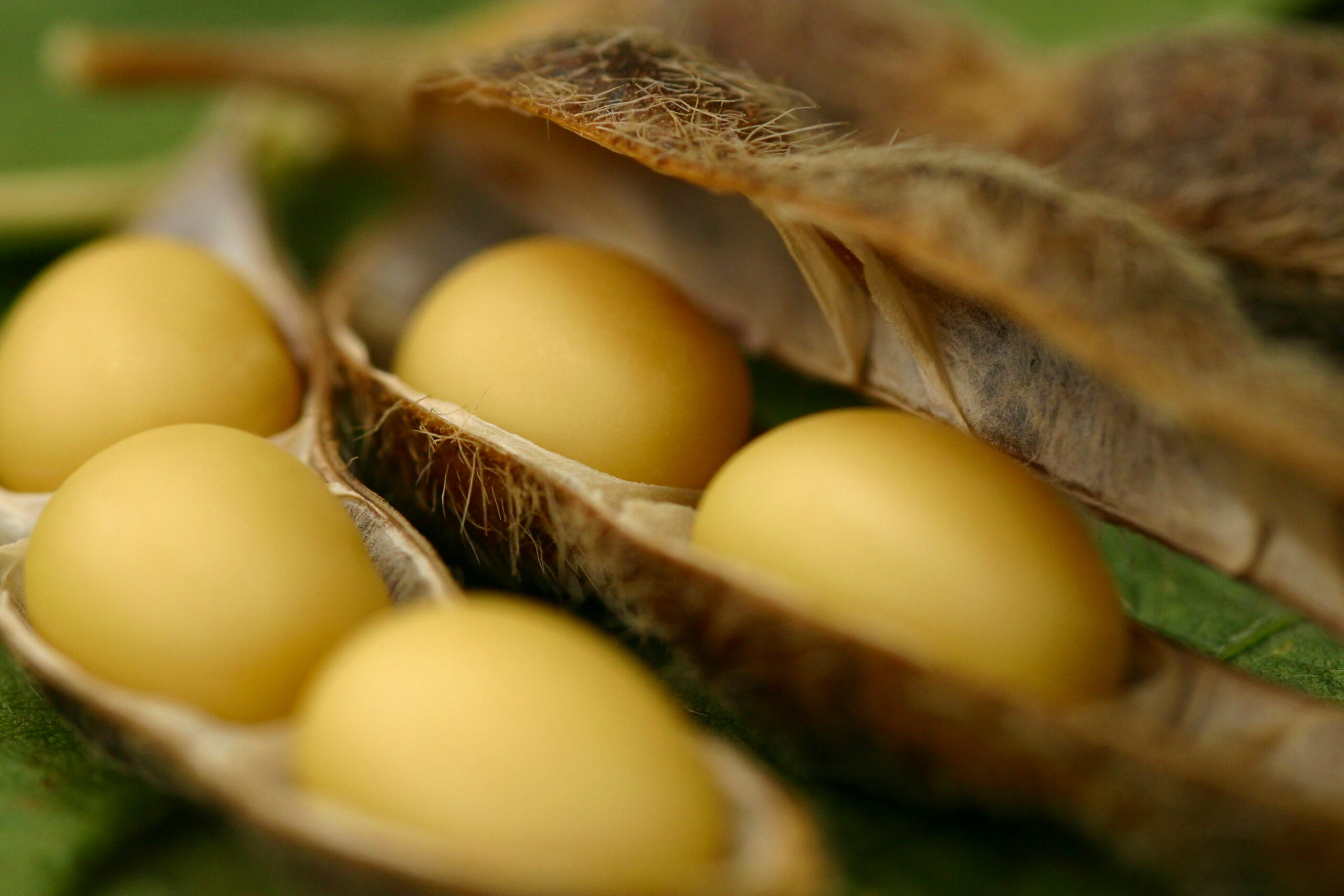 About us - Food Frontier