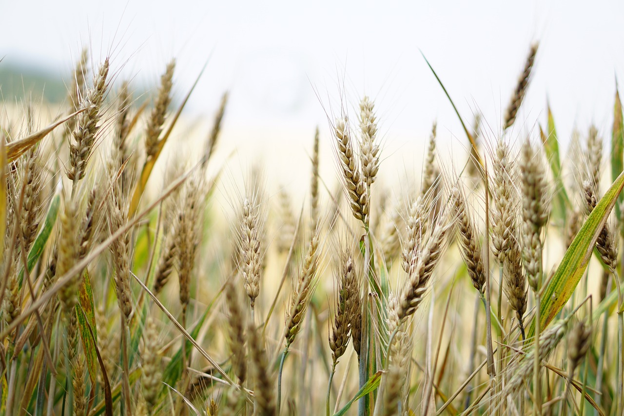 Alternative proteins and Australian food systems transformation - Food ...